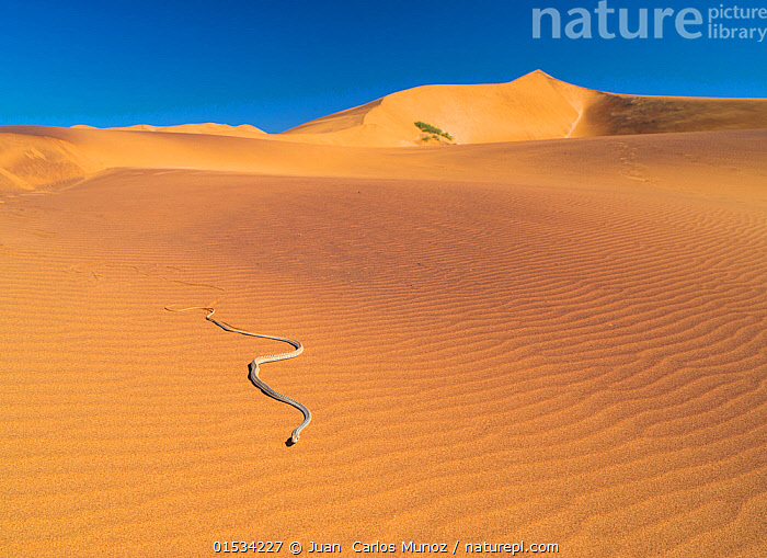 Stock photo of Namib sand snake (Psammophis namibensis) in sand dunes ...