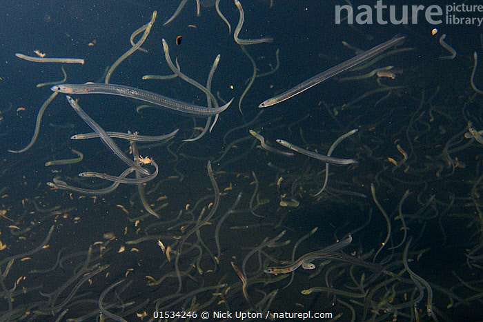 Stock photo of Young European eel (Anguilla anguilla) elvers, or glass ...