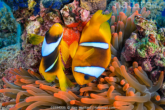Stock photo of Red Sea anemonefish (Amphiprion bicinctus) pair spawning ...