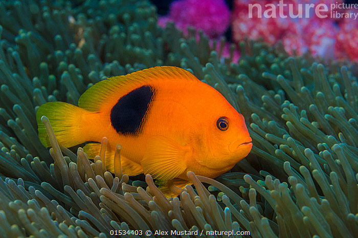Stock photo of Red saddleback anemonefish (Amphiprion ephippium) in its ...