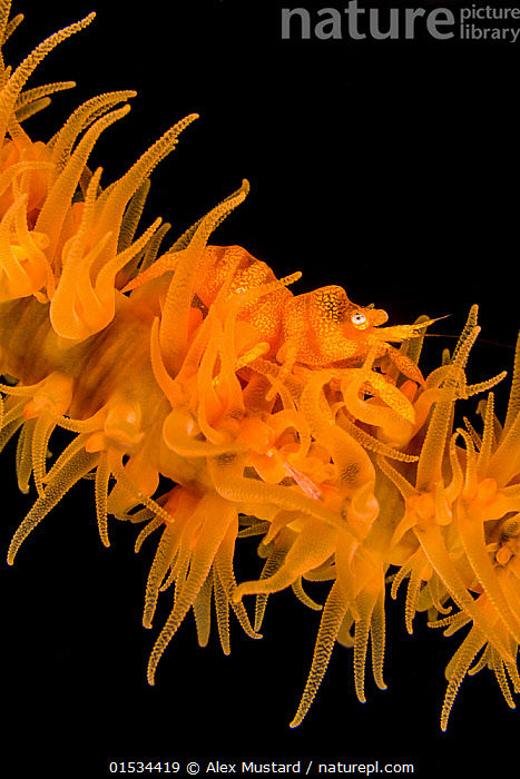Stock photo of Whip coral partner shrimp (Dasycaris zanzibarica) on ...