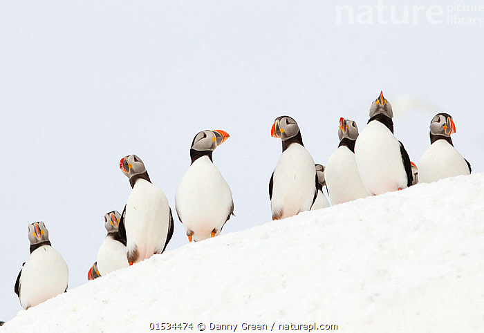Stock photo of Atlantic Puffin (Fratercula arctica) flock resting on a ...