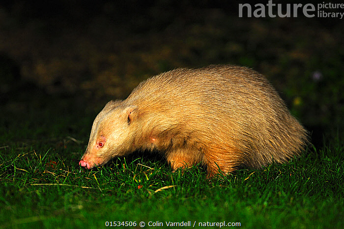 Stock photo of Albino Badger (Meles meles) taking peanuts from a garden ...