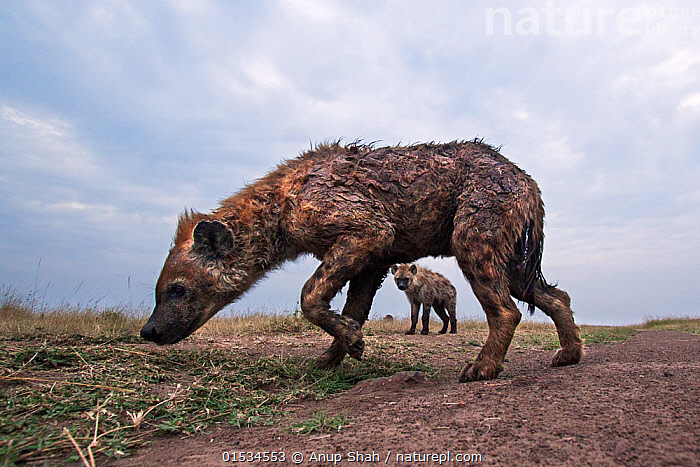 Stock photo of Spotted hyena (Crocuta crocuta) side profile, wide angle ...