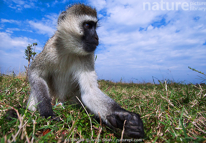 Stock photo of Grivet monkey (Chlorocebus aethiops) male sitting ...
