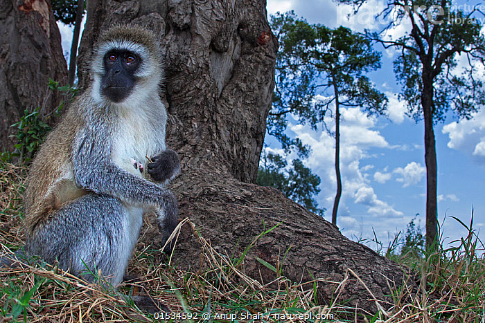 Stock photo of Grivet monkey (Chlorocebus aethiops) female foraging by ...