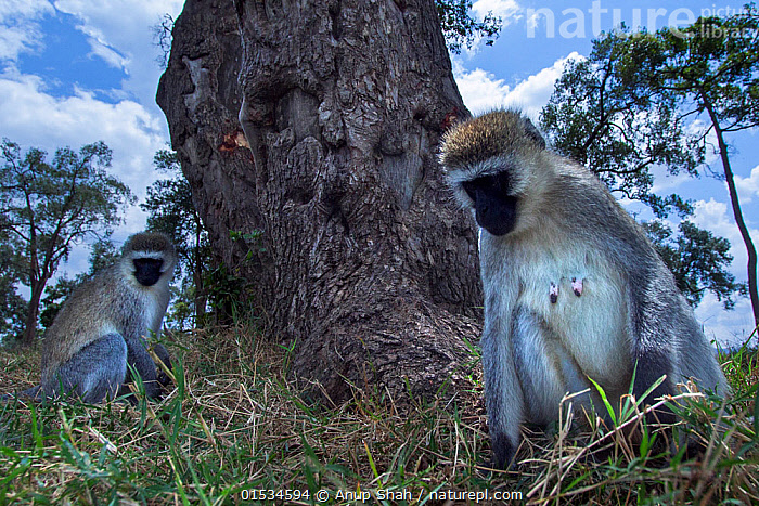 Stock photo of Grivet monkey (Chlorocebus aethiops) female foraging ...