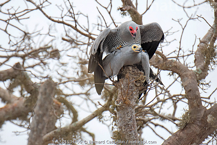 Stock photo of Madagascar Harrier Hawk (Polyboroides radiatus) male and ...