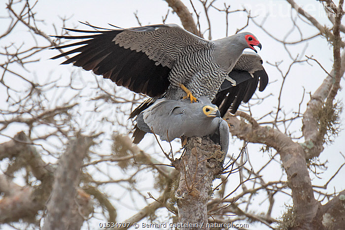 Stock photo of Madagascar Harrier Hawk (Polyboroides radiatus) male and ...