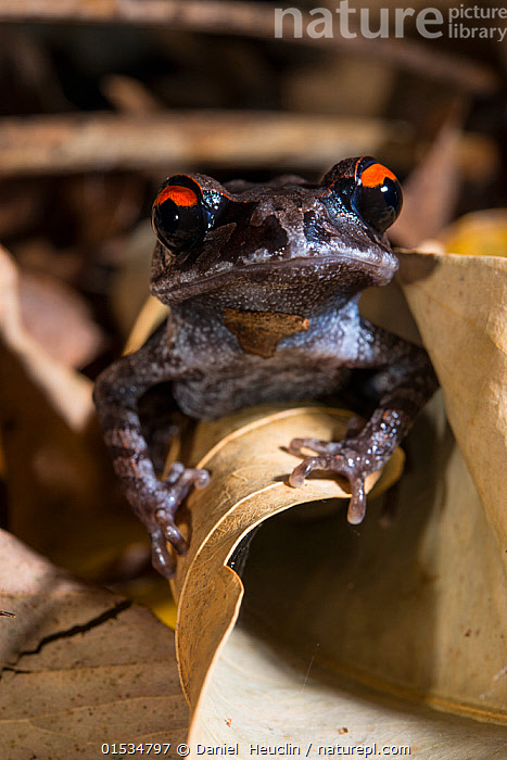 Stock photo of Thai spadefoot toad (Leptobrachium hendricksoni ...