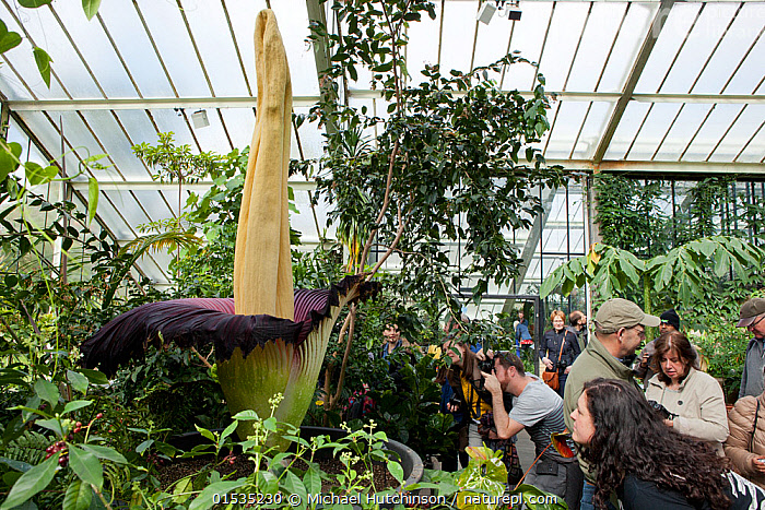 Stock photo of Visitors to Kew Gardens looking at Titan arum ...