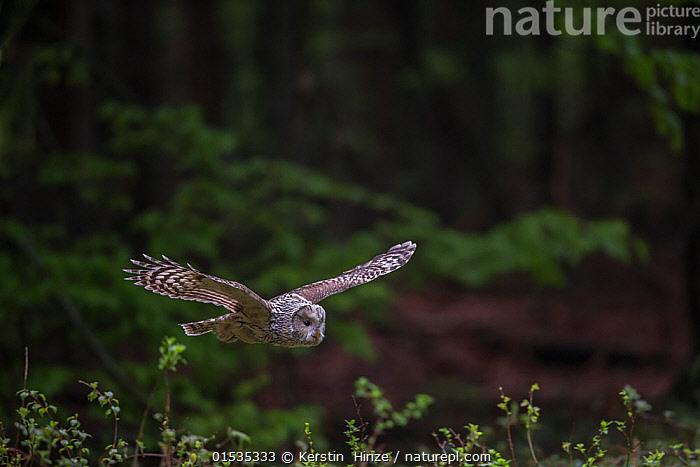 Stock photo of Ural owl (Strix uralensis), flying, Bavarian Forest ...