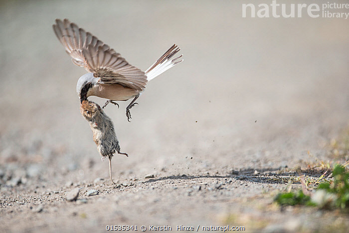 Stock photo of Red-backed shrike (Lanius collurio) flying with bank ...