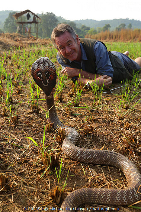 Stock photo of Presenter Nigel Marven with Spectacled cobra (Naja naja ...