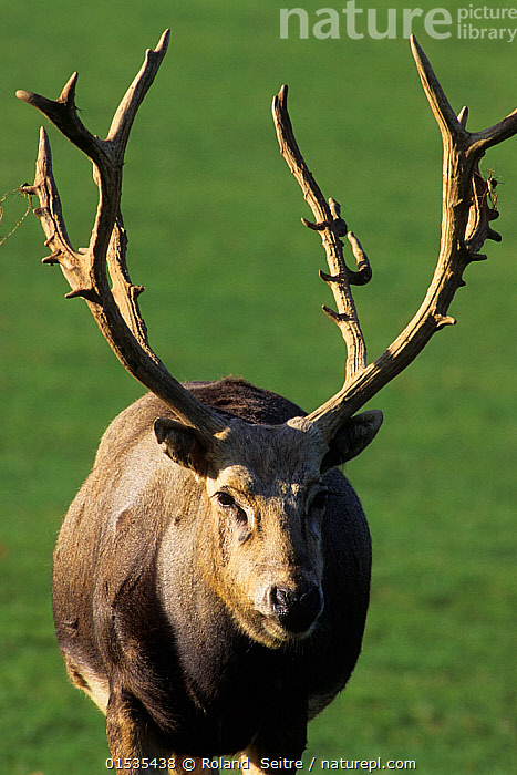 Stock photo of Pere David's deer (Elaphurus davidianus) stag. Captive ...