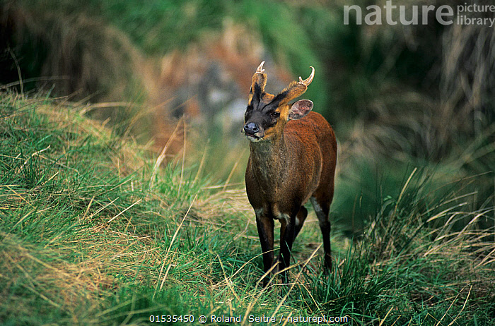 Stock photo of Indian muntjac (Muntiacus muntjak) buck, captive, occurs ...