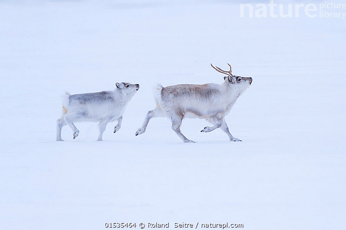 Stock photo of Svalbard reindeer (Rangifer tarandus platyrhynchus ...