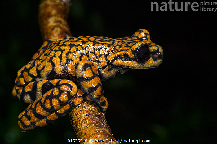 Stock photo of Prince Charles Stream Frog (Hyloscirtus princecharlesi ...