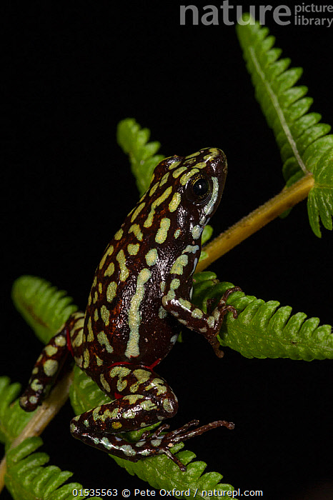 Stock photo of Phantasmal poison arrow frog (Epipedobates tricolor ...