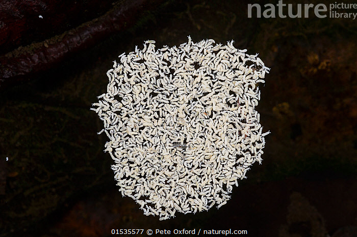Stock photo of Springtails (Collembola) floating on water surface ...