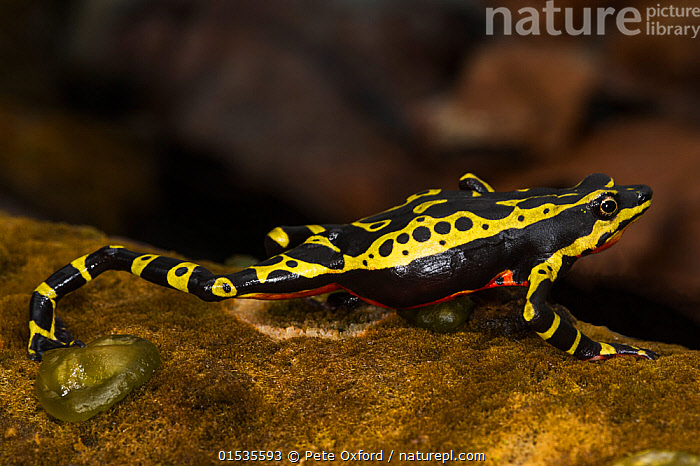 Stock photo of Pebas stubfoot toad / Lemon harlequin frog (Atelopus ...