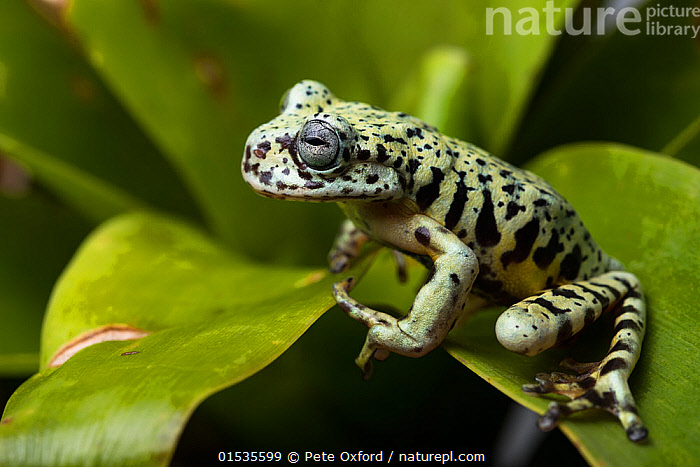 Stock photo of Tiger tree frog (Hyloscirtus tigrinus) captive, endemic ...