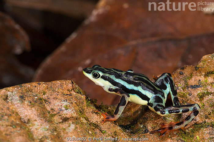 Atelopus Frog