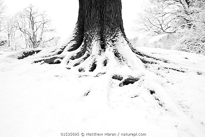 Stock photo of English oak tree (Quercus robur) trunk in winter ...