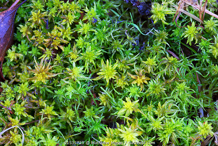Stock photo of Spagnum Moss (Sphagnum Sp.) Hampstead Heath, London ...