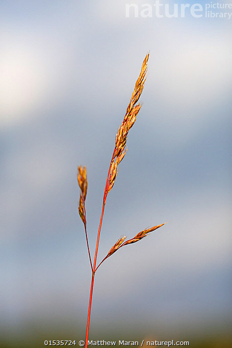 Stock photo of Red fescue grass (Festuca rubra) Hampstead Heath, London ...