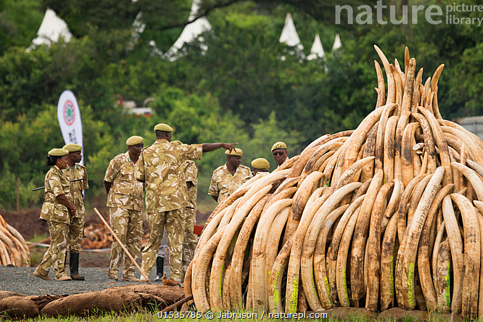 African Elephant Ivory
