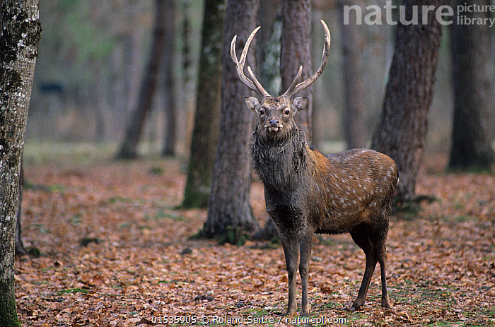 Stock photo of Formosan sika deer (Cervus nippon taiouanus) stag in ...