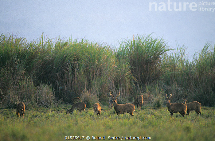 Stock photo of Indian hog deer (Axis porcinus) herd with stags in ...