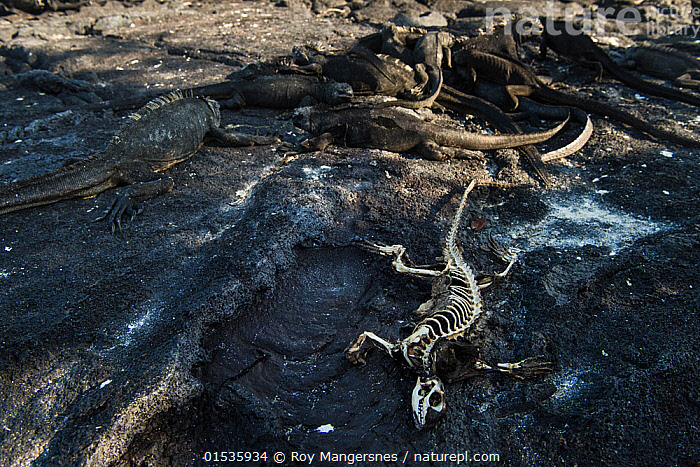 Stock photo of Marine iguanas (Amblyrhynchus cristatus) basking on rock ...