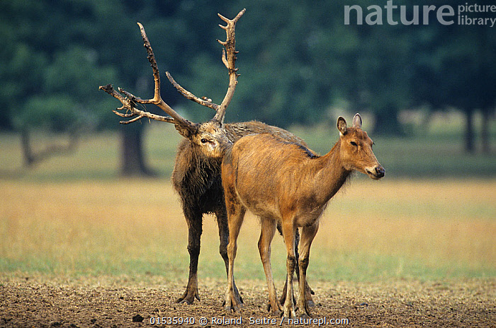 Stock photo of Pere David's deer (Elaphurus davidianus) stag sniffing ...