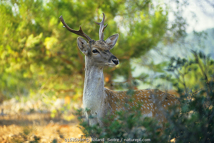 Persian Fallow Deer