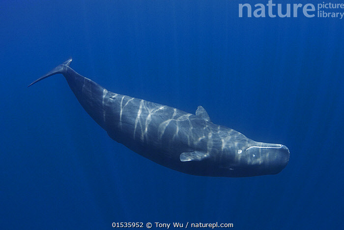 Stock photo of Sperm whale (Physeter macrocephalus) female swimming upside down, Sri…. Available ...