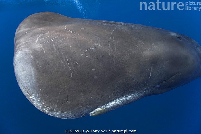 Stock photo of Sperm whale 'Scar' (Physeter macrocephalus) male ...