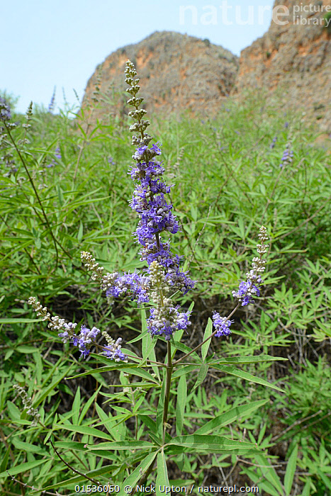 Stock photo of Chaste tree / Chasteberry / Monk's pepper (Vitex agnus ...