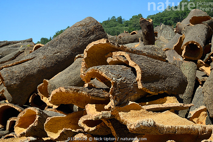 Stock photo of Cork oak bark freshly removed from Cork oak trees ...