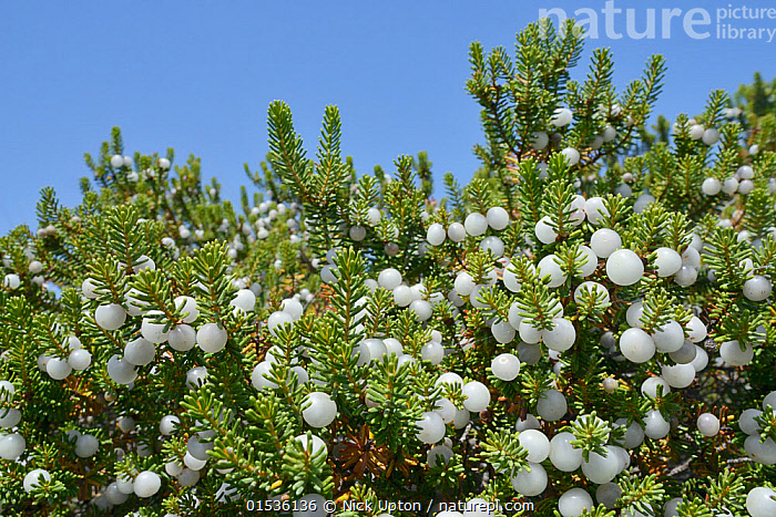 Stock photo of Portuguese Crowberry (Corema album) with edible white ...