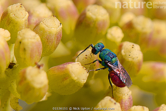 Stock photo of Ruby-tailed wasp / Cuckoo wasp / Jewel wasp ...
