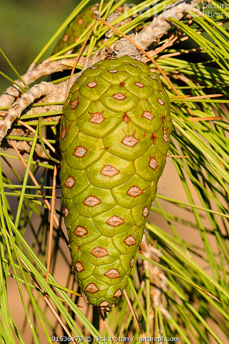 Stock photo of Developing cone of Turkish pine (Pinus brutia), Kilada, Argolis…. Available for ...