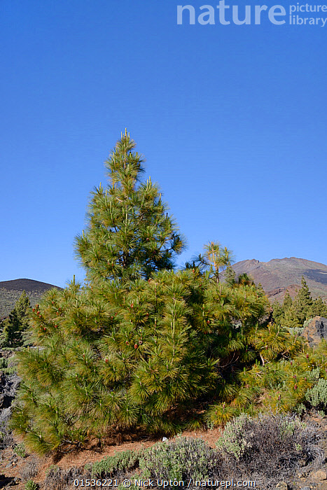 Stock photo of Canary island pines (Pinus canariensis), endemic to the ...