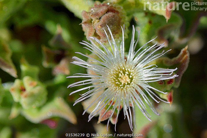 Stock photo of Common / Crystalline Ice plant (Mesembryanthemum ...