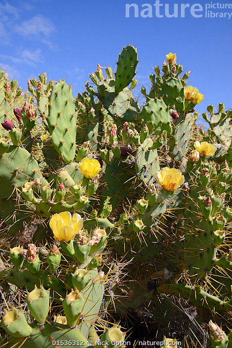 Stock photo of Prickly pear cactus / Barbary fig (Opuntia ficus-indica ...