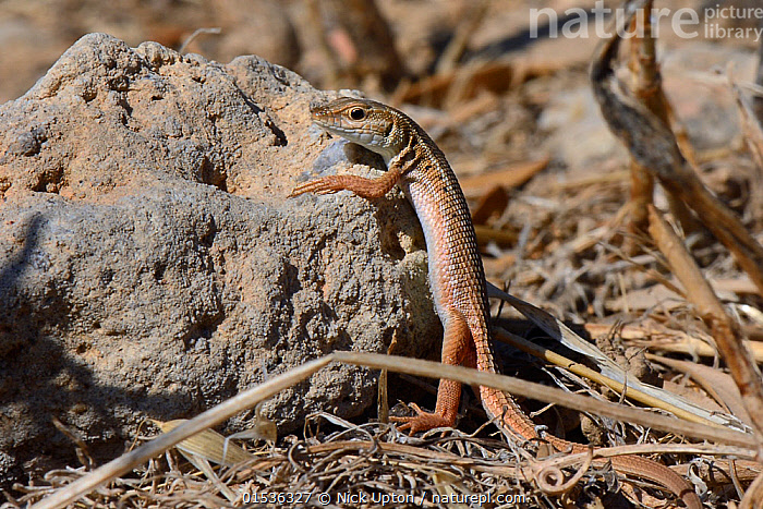 Stock photo of Snake-eyed lizard (Ophisops elegans) sunning on a rock ...