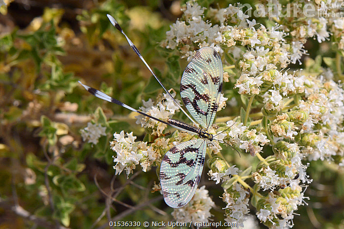 Stock photo of Thread-winged lacewing / Spoonwing lacewing (Nemoptera ...
