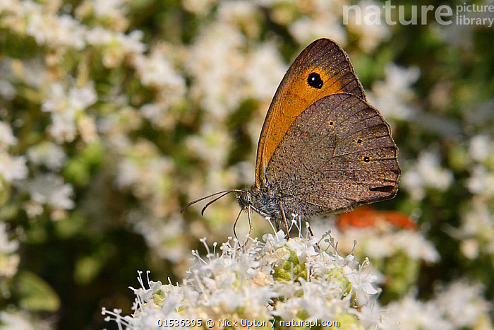 Stock photo of Turkish meadow brown butterfly (Maniola megala) feeding ...