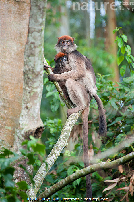 Stock photo of Red colobus monkey (Procolobus badius) mother and infant ...